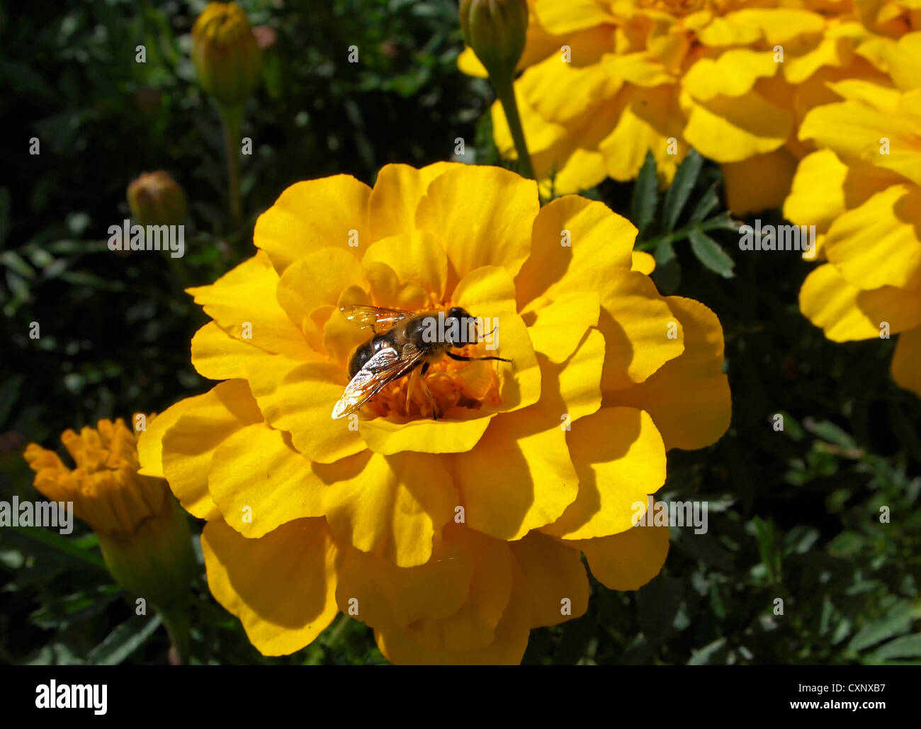 Bee on marigold hi-res stock photography and images - Alamy