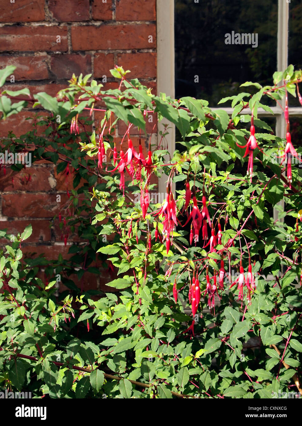 Fuschia bushes growing against a Georgian brick building with window ...