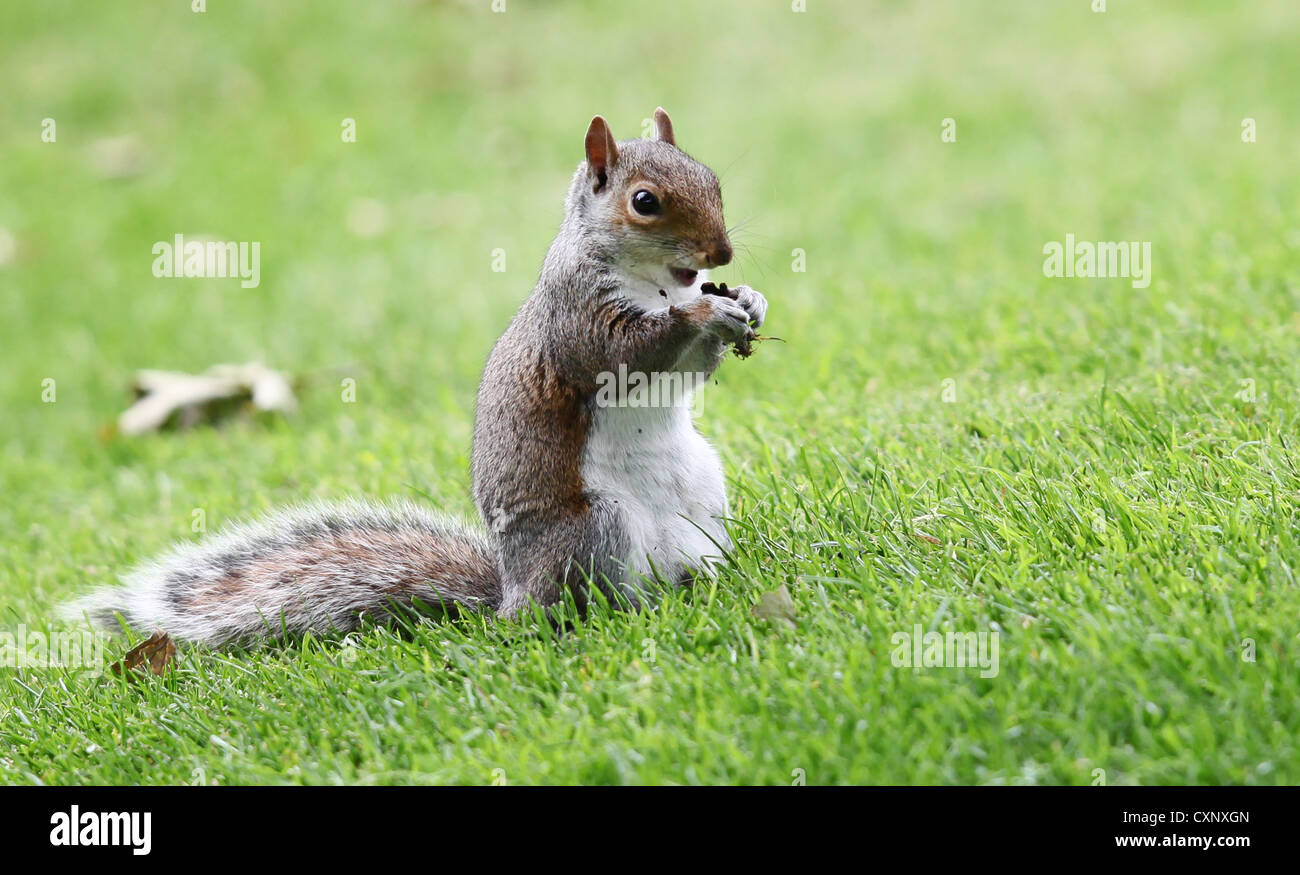 Grey Squirrel standing on hind legs whilst eating Stock Photo - Alamy