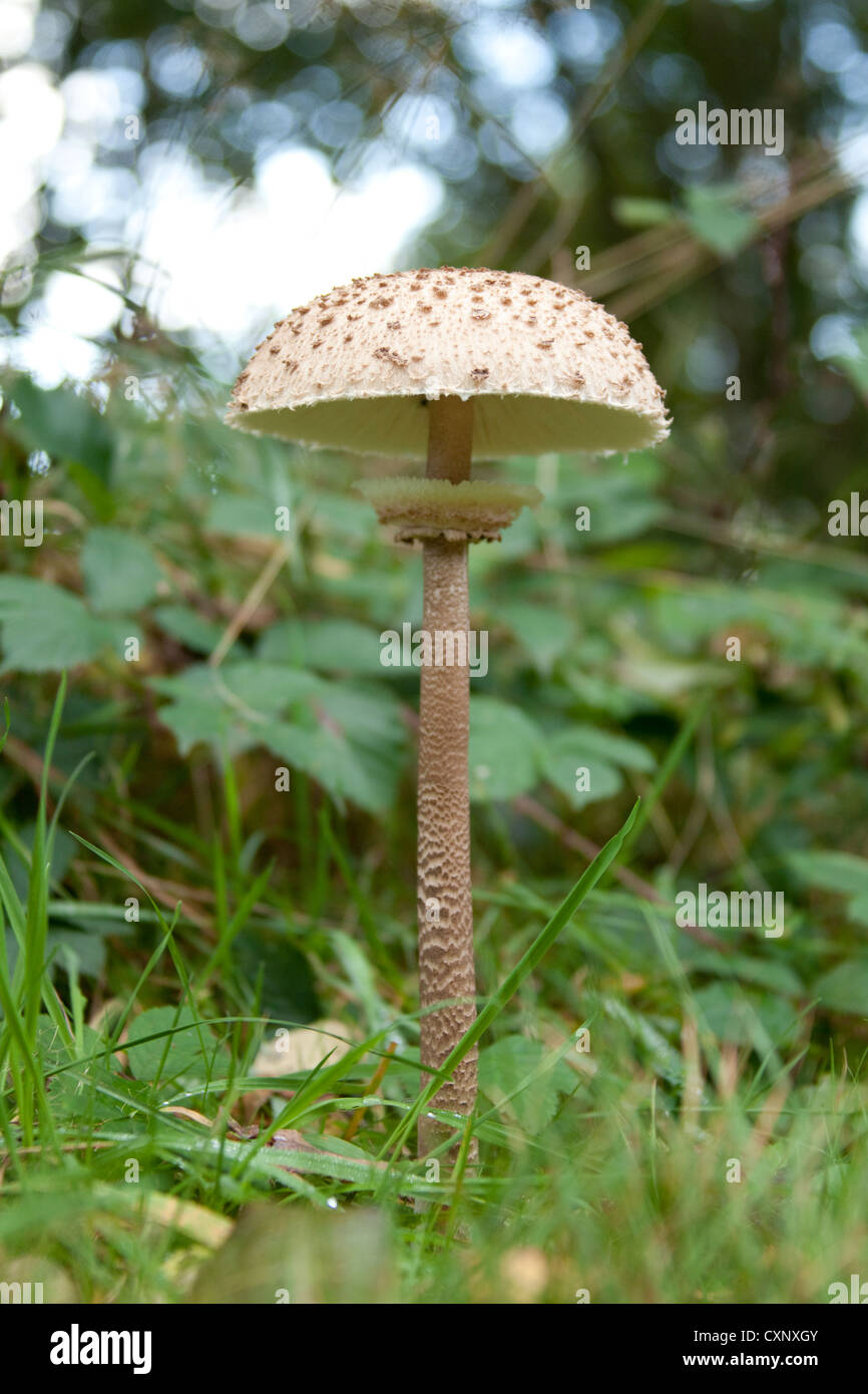 Felina hi-res stock photography and images - Alamy