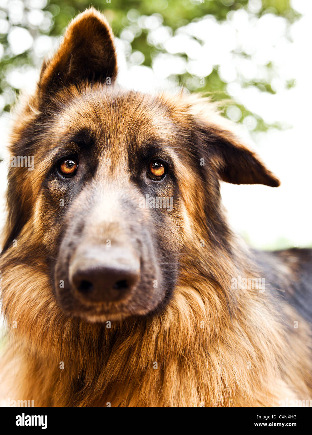 Photo of beautiful sad dog, closeup portrait of german shepherd, brown ...