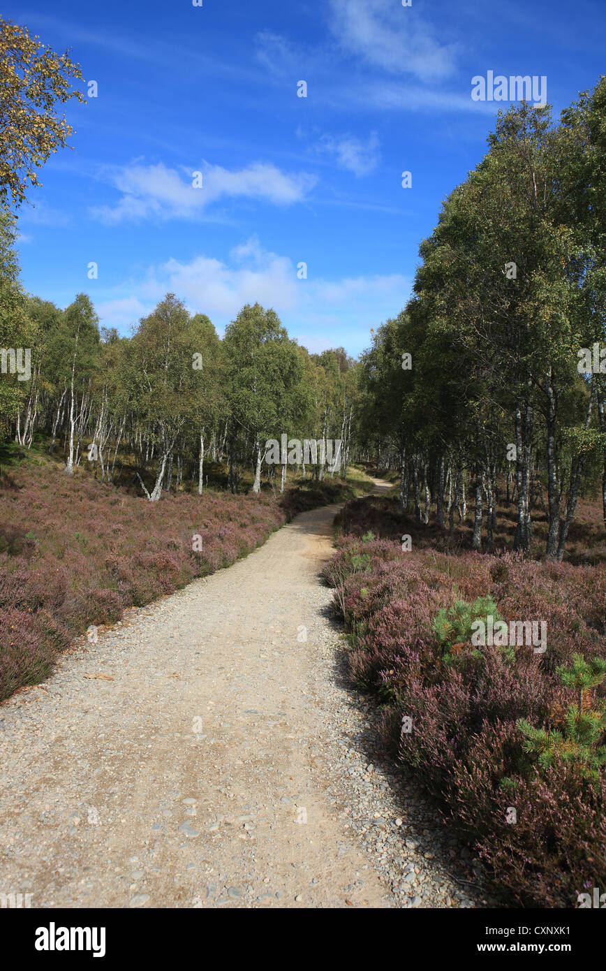 Aviemore forest hi-res stock photography and images - Alamy