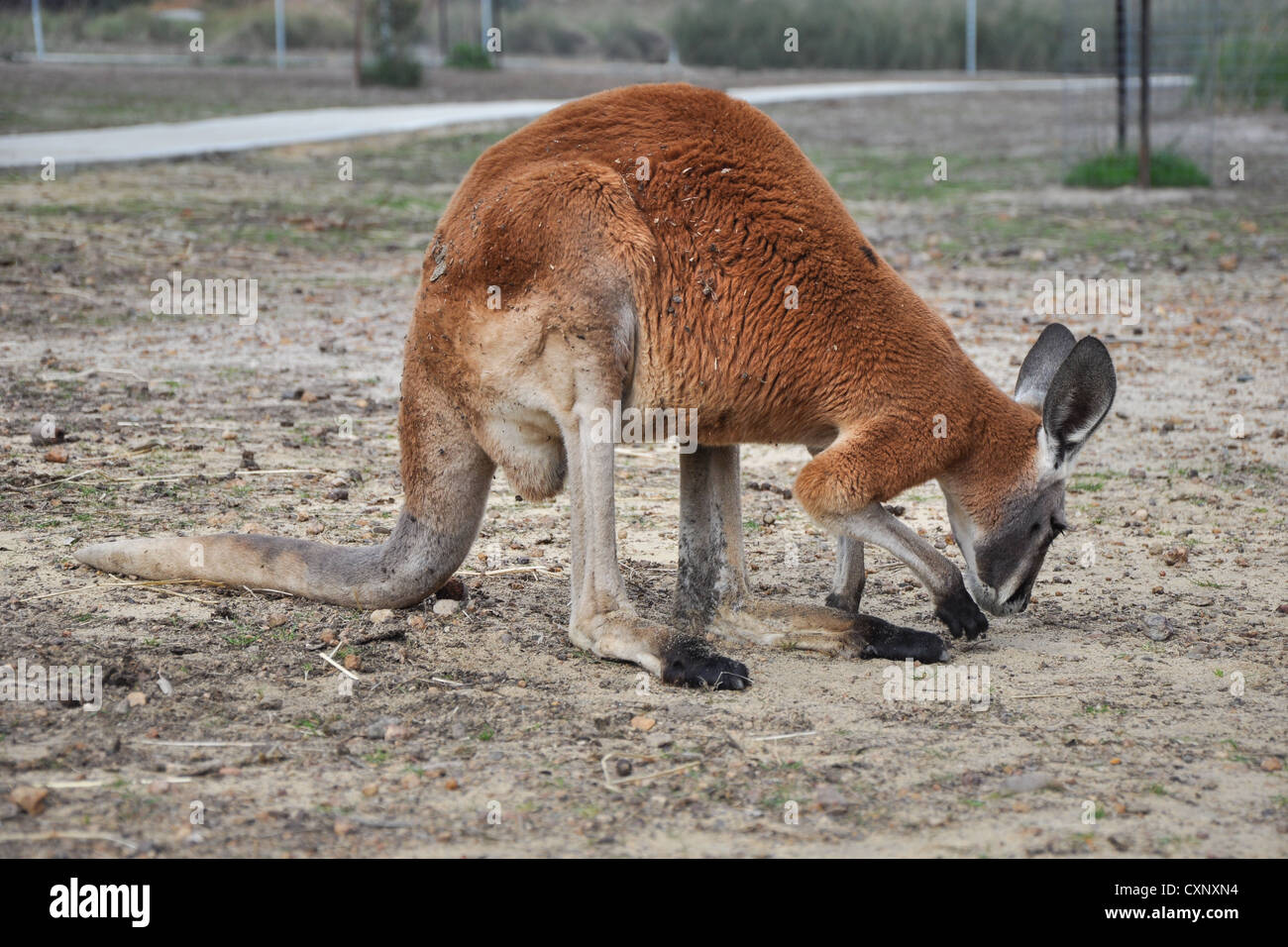 Kangaroo foot hi-res stock photography and images - Alamy