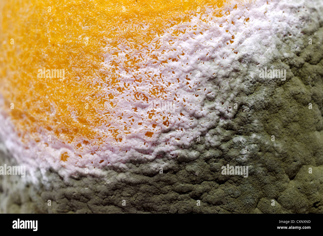 Penicillium aspergillus molds on lemon hi-res stock photography and ...