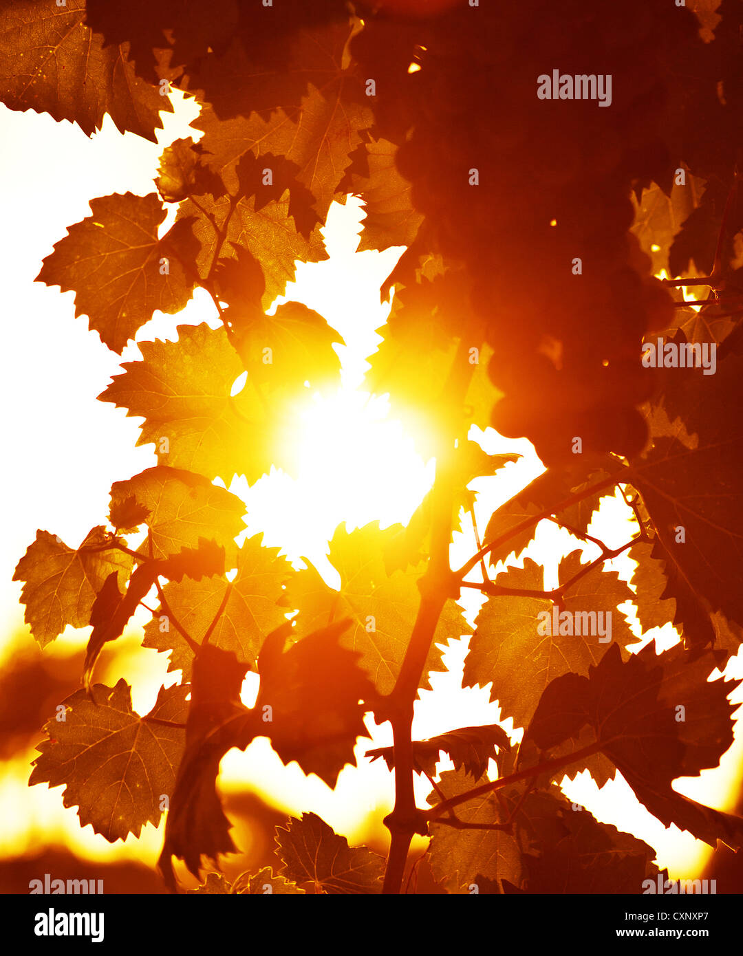 Sunbeam through red tree hi-res stock photography and images - Alamy