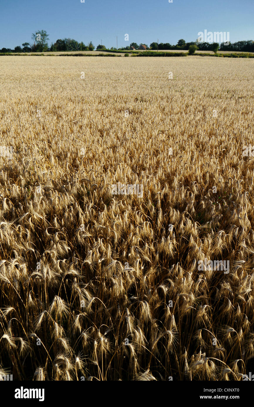 wheat field in france Stock Photo - Alamy