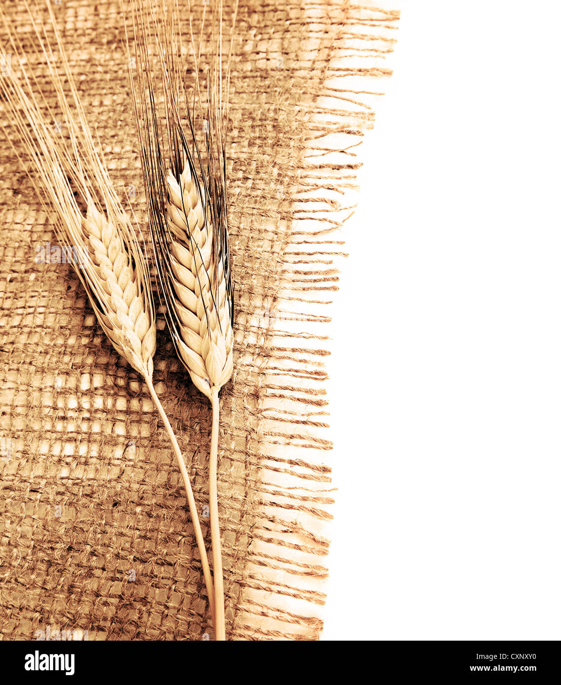 Wheat border over canvas background, harvest time, thanksgiving holiday ...