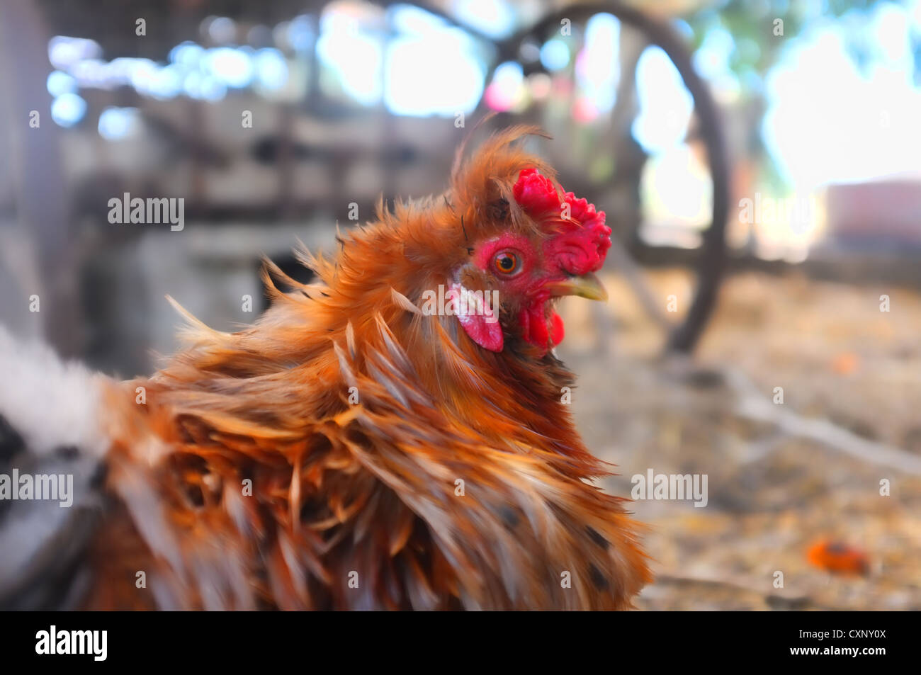 Chicken head hi-res stock photography and images - Alamy