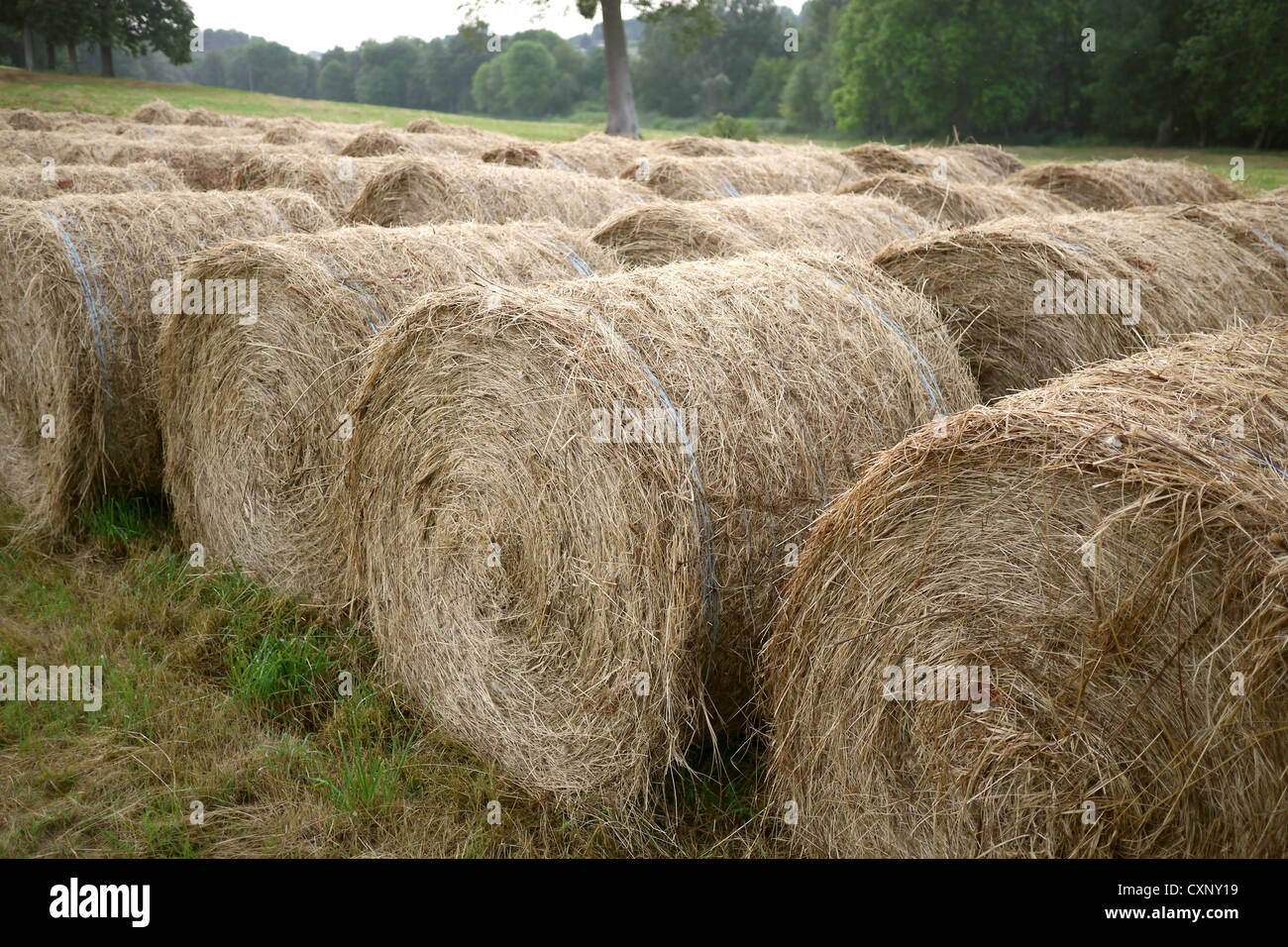row of hay bales Stock Photo - Alamy