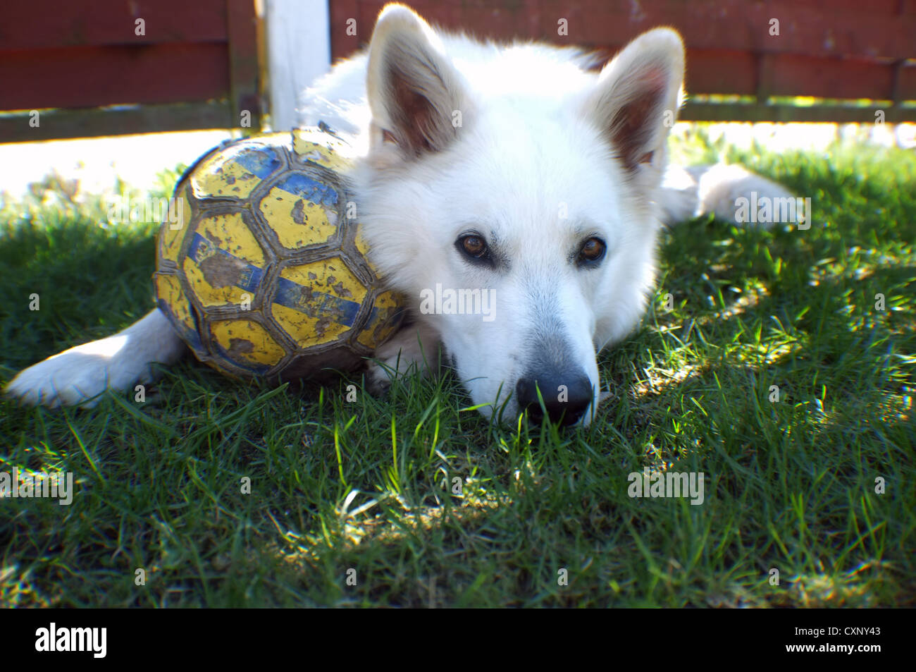 Dog with a ball Stock Photo - Alamy