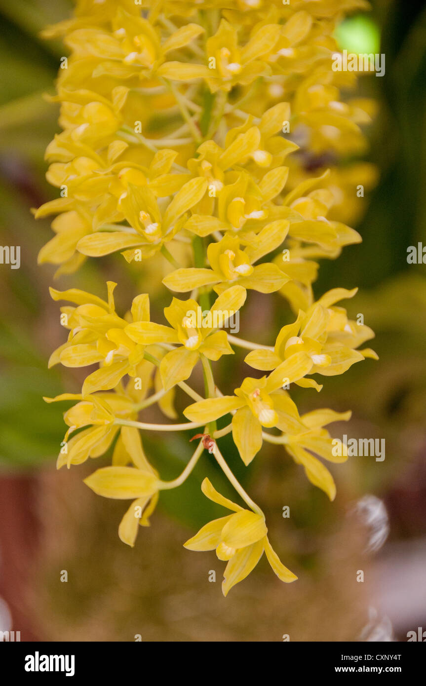 Gramatophylum scriptum Orchid Stock Photo - Alamy