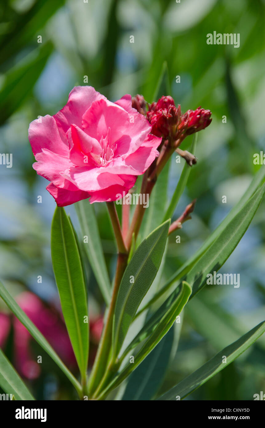 Pink Nerium Oleander Flowers Stock Photo - Alamy