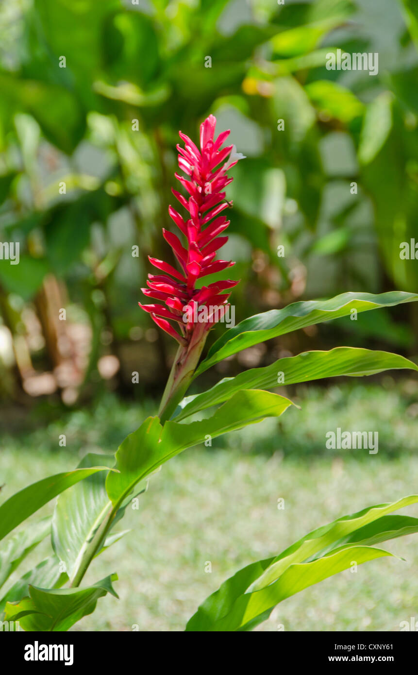 tropical red flowering plant Stock Photo - Alamy