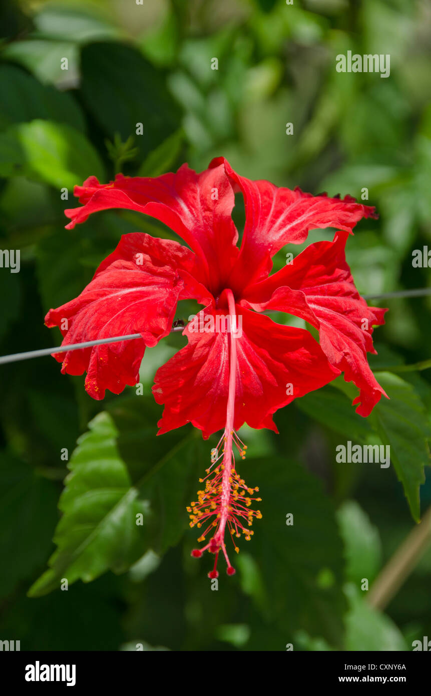 red hibiscus flower Stock Photo - Alamy