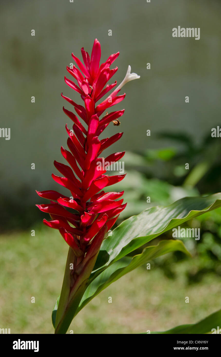 Tropical Red Flowering Plant Stock Photo - Alamy