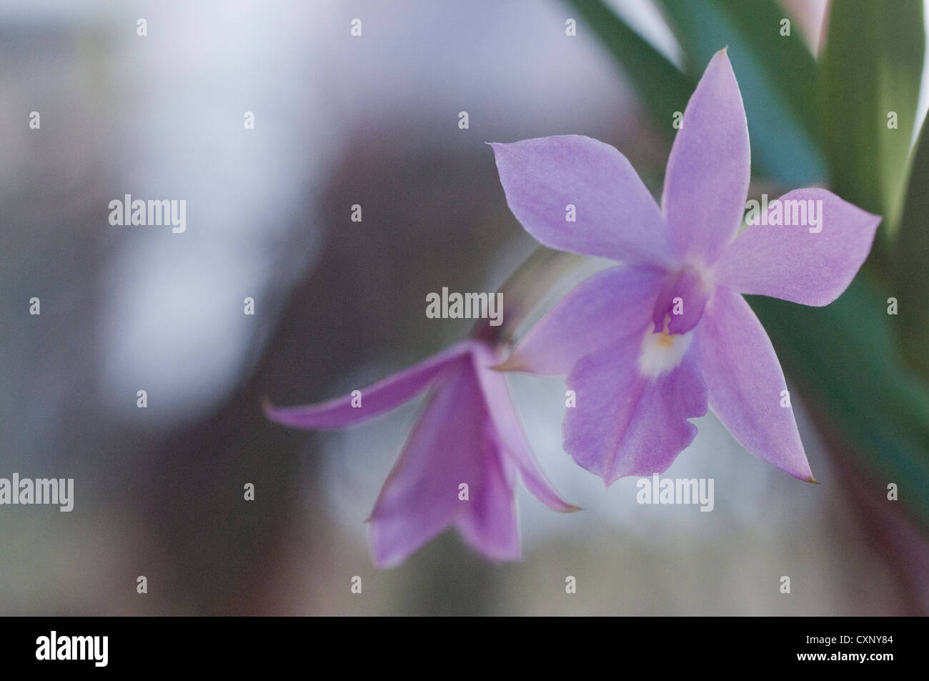 Dimeranda emarginata Orchid Stock Photo - Alamy