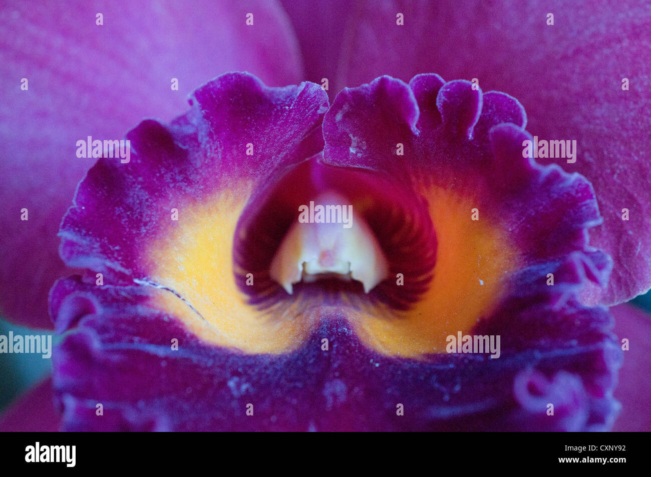 Non orchid hi-res stock photography and images - Alamy