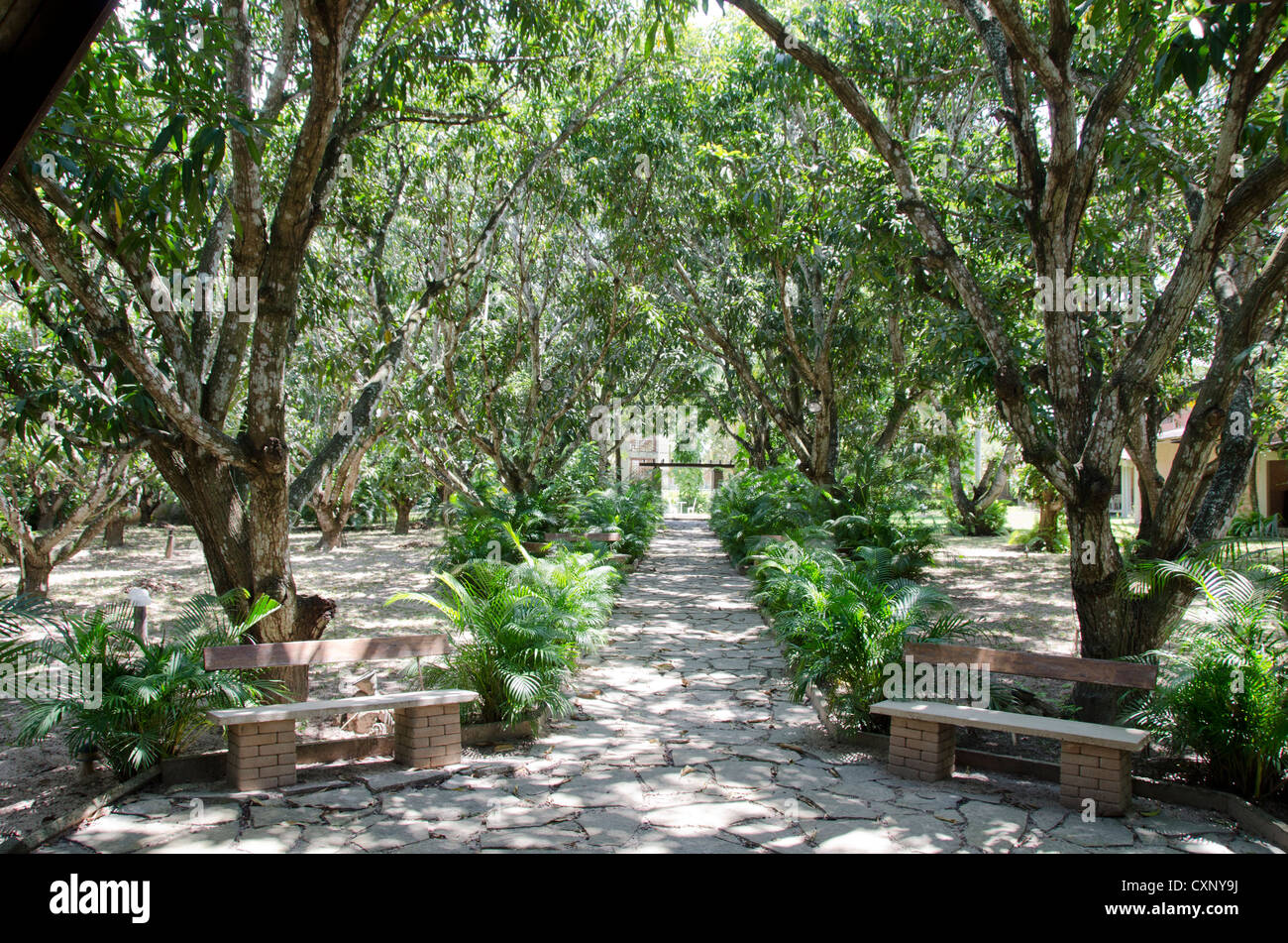 Path through garden Stock Photo - Alamy