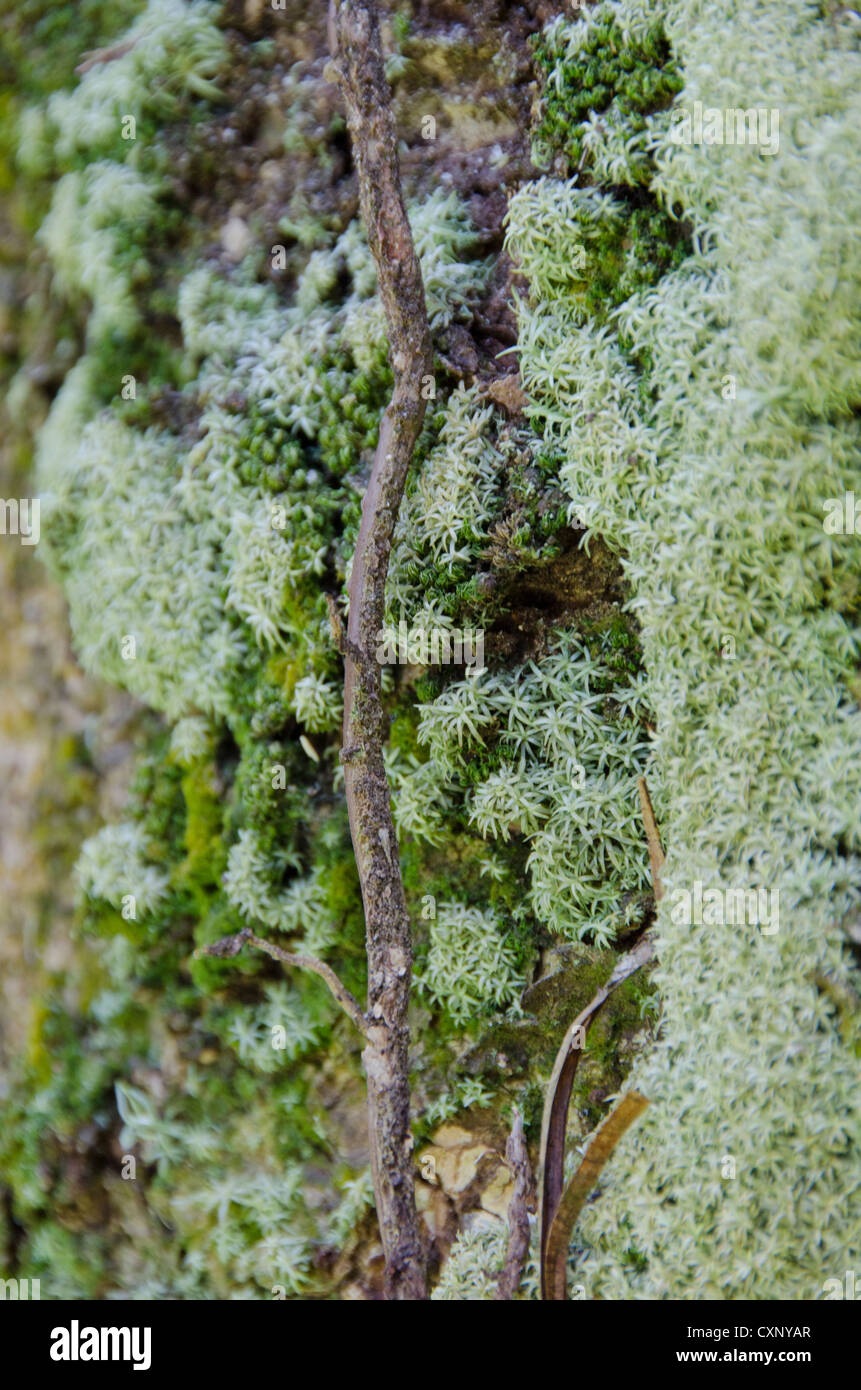 Fern moss tree leaves hi-res stock photography and images - Alamy