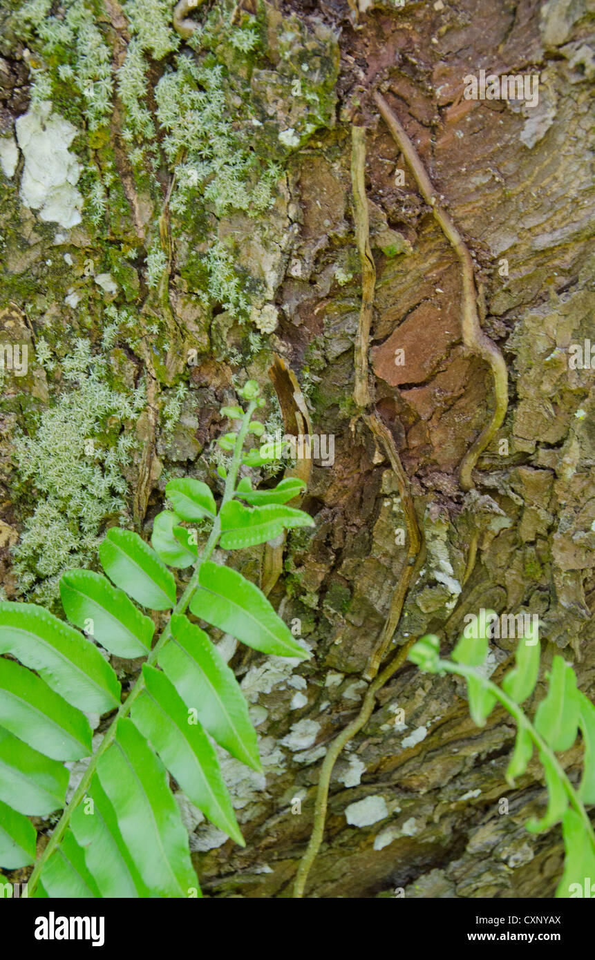trunk texture with fern - close-up Stock Photo - Alamy