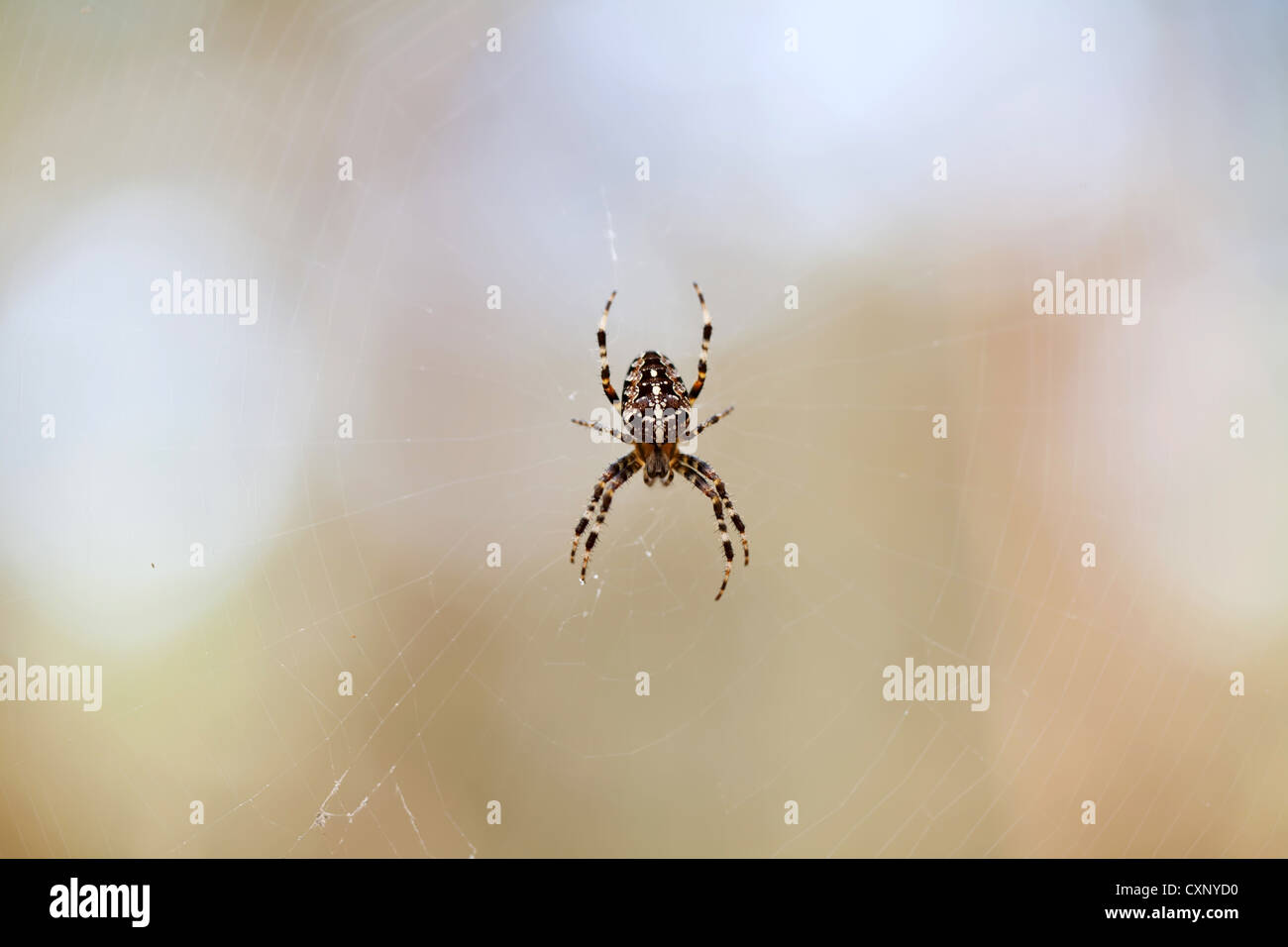 Little cross spider on web in forest Stock Photo - Alamy