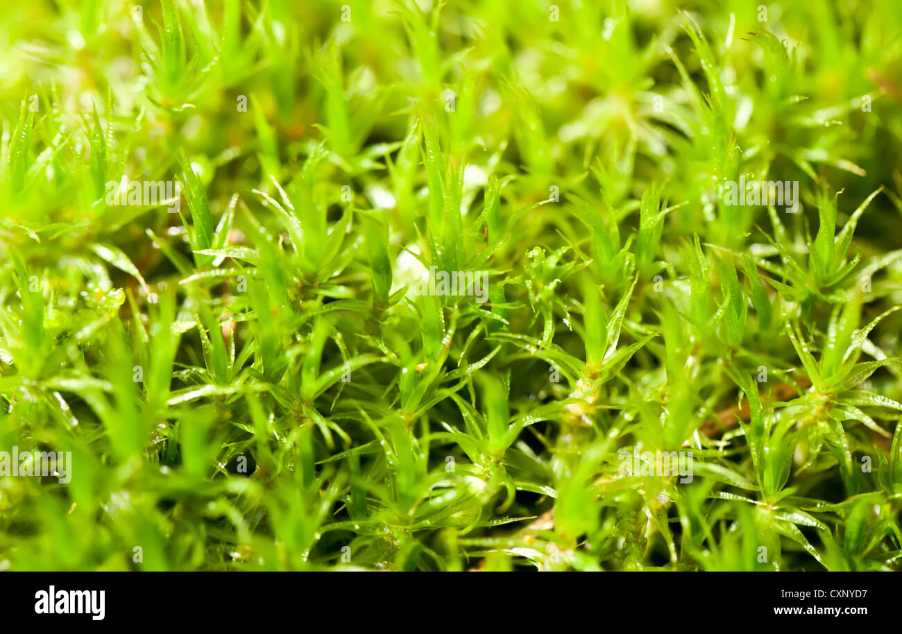 Moss in forest close hi-res stock photography and images - Alamy