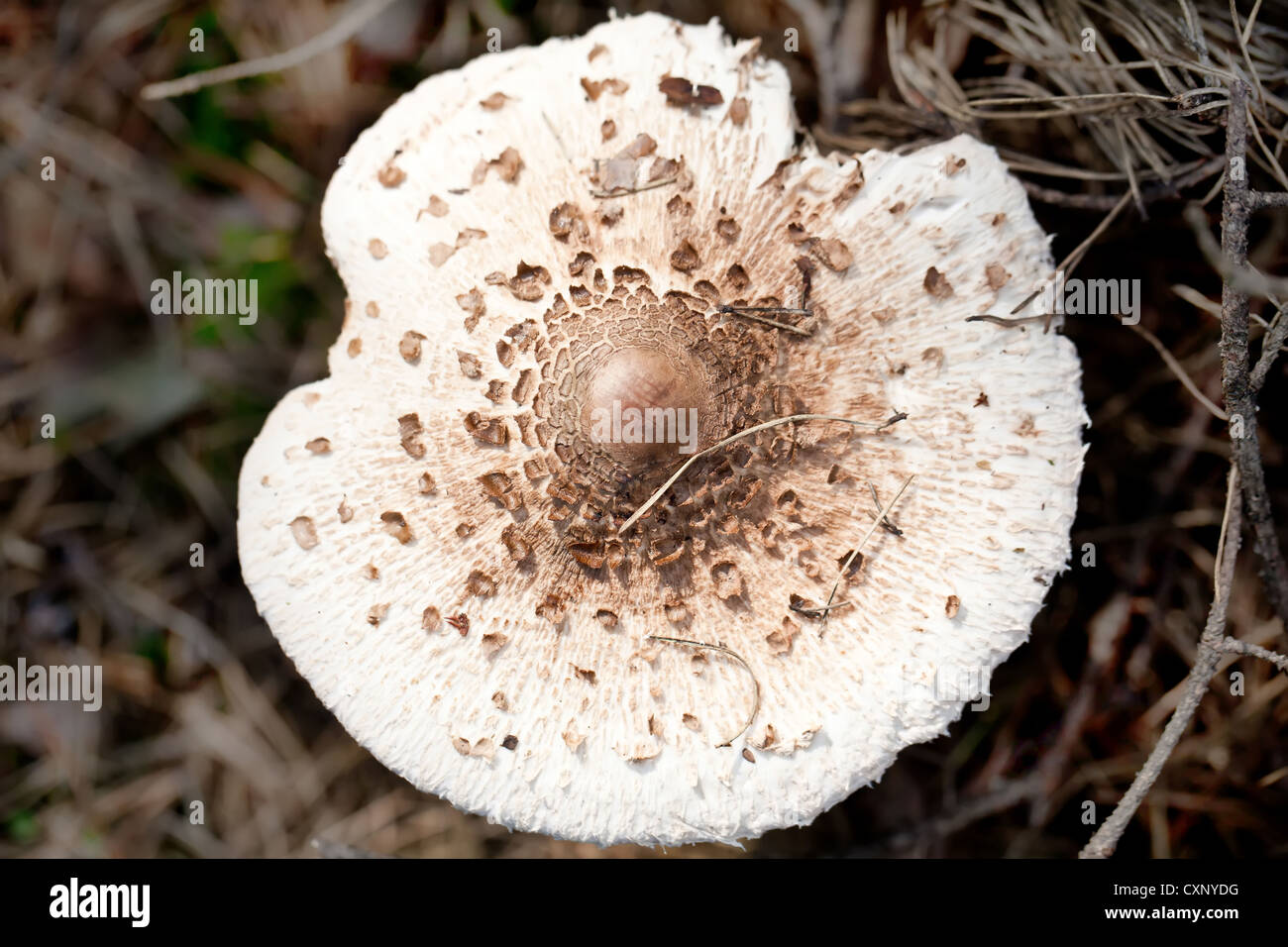 Brown spotted poison toadstool in hi-res stock photography and images ...
