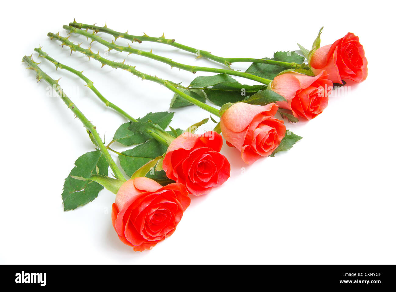 red rose isolated on a white background Stock Photo - Alamy