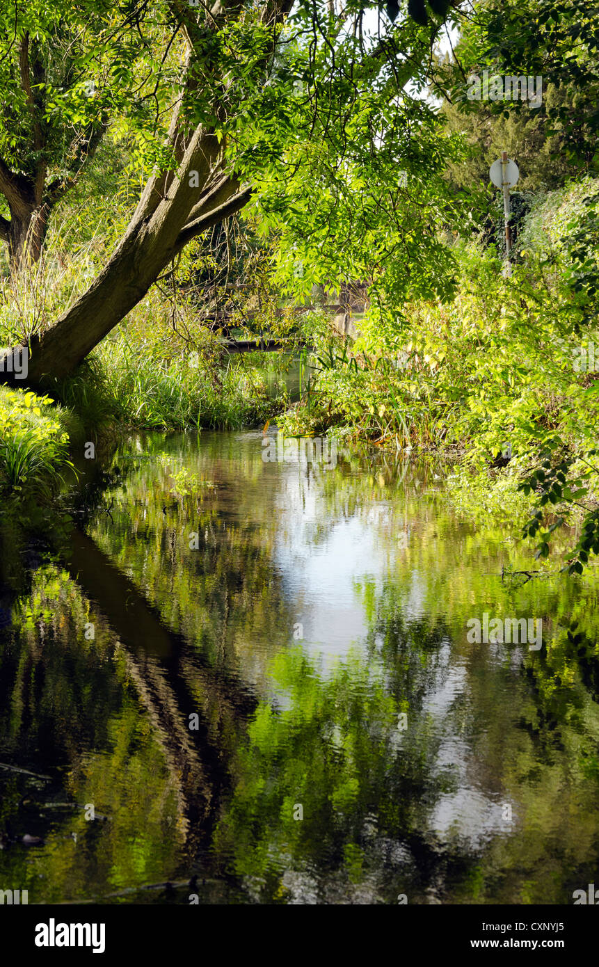 Overhanging tree branches and reflections River Misbourne a Chilterns ...