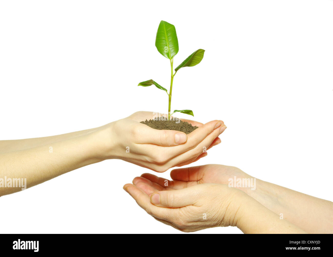 Hands holding sapling in soil on white Stock Photo - Alamy