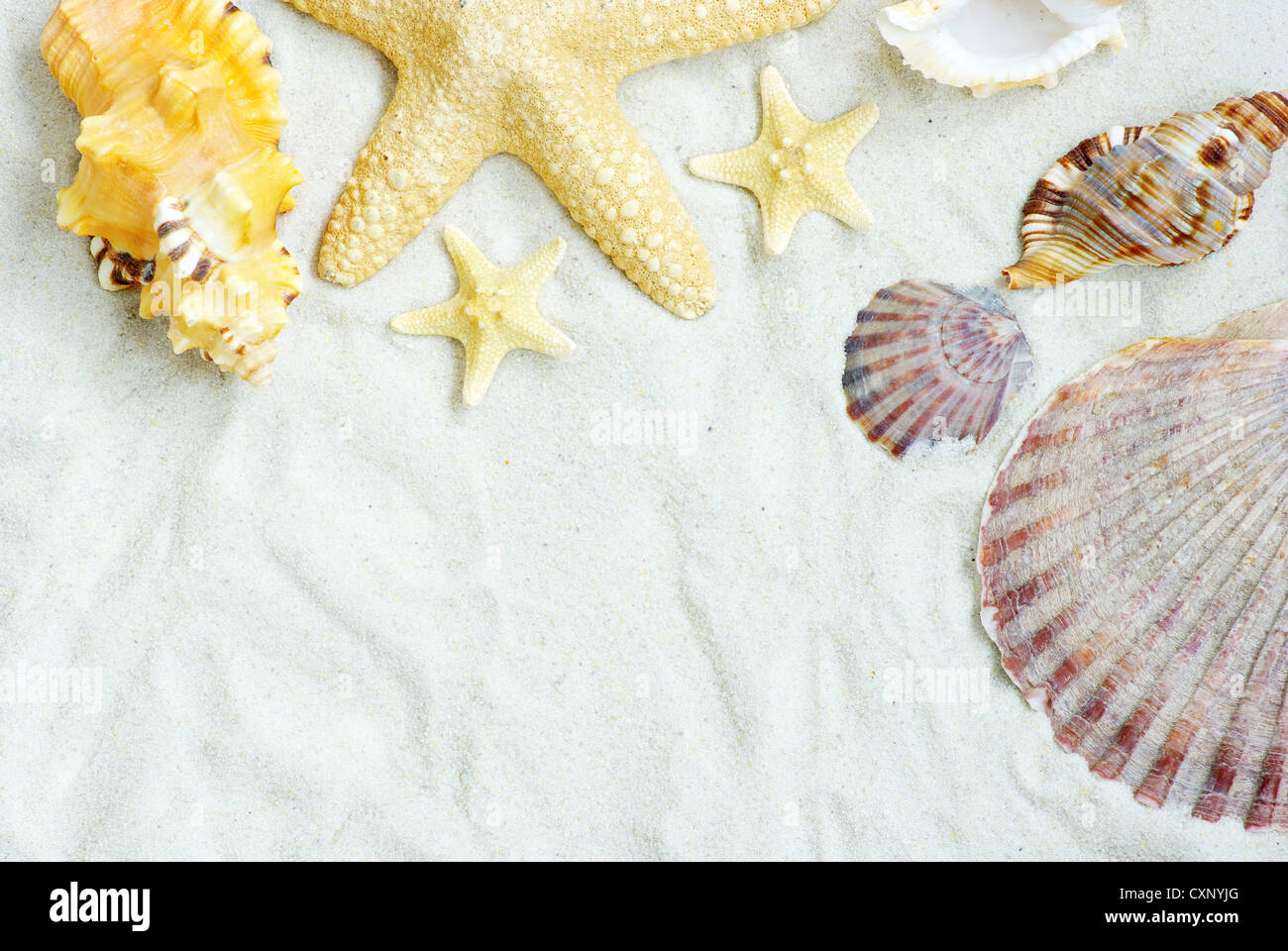 starfish and shells on the beach Stock Photo - Alamy