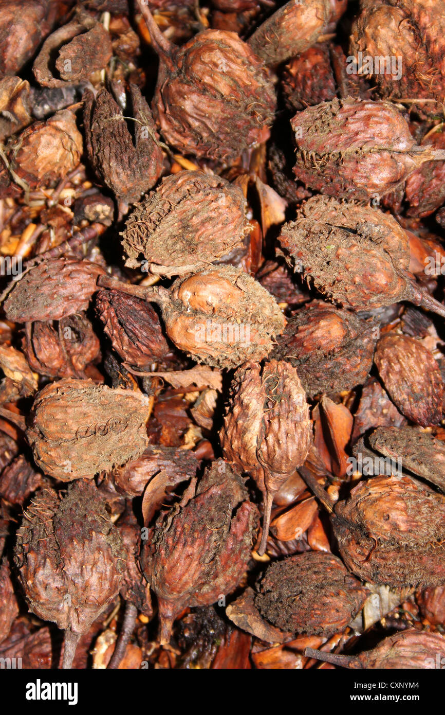 Beech nuts hi-res stock photography and images - Alamy