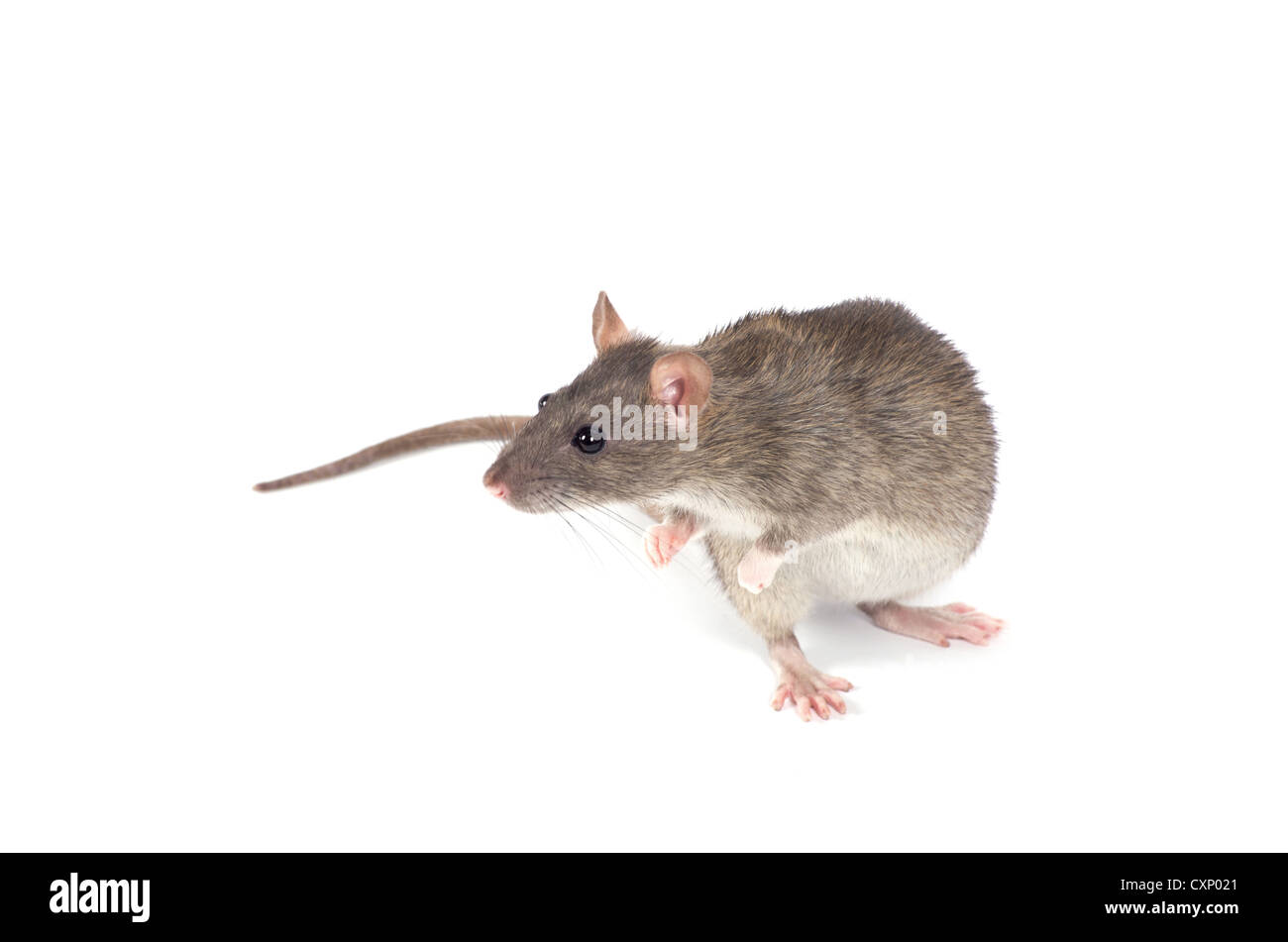 rat isolated on white background Stock Photo - Alamy