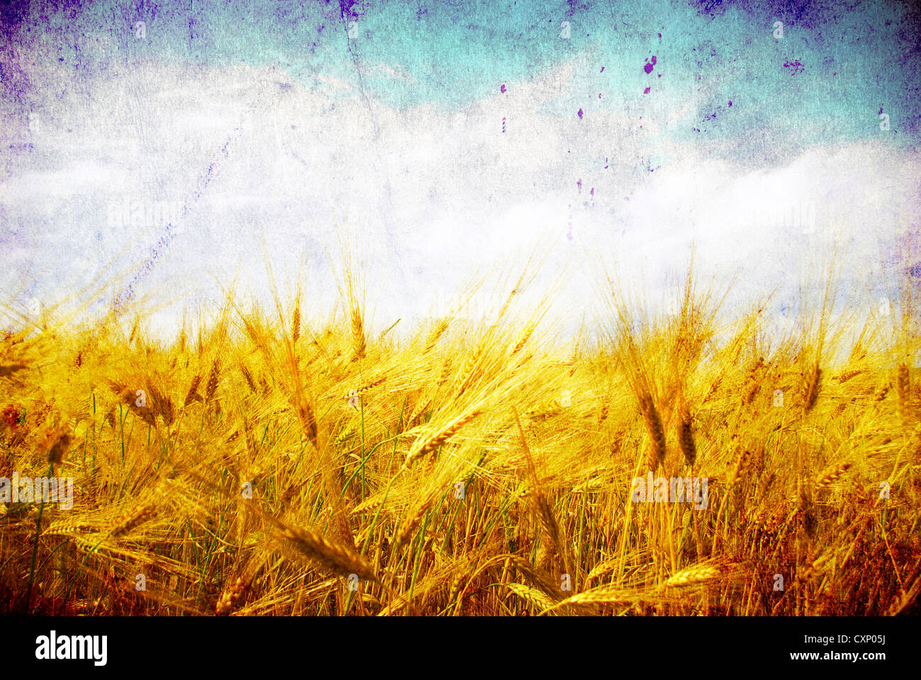 Grunge background with golden wheat in a farm field Stock Photo - Alamy