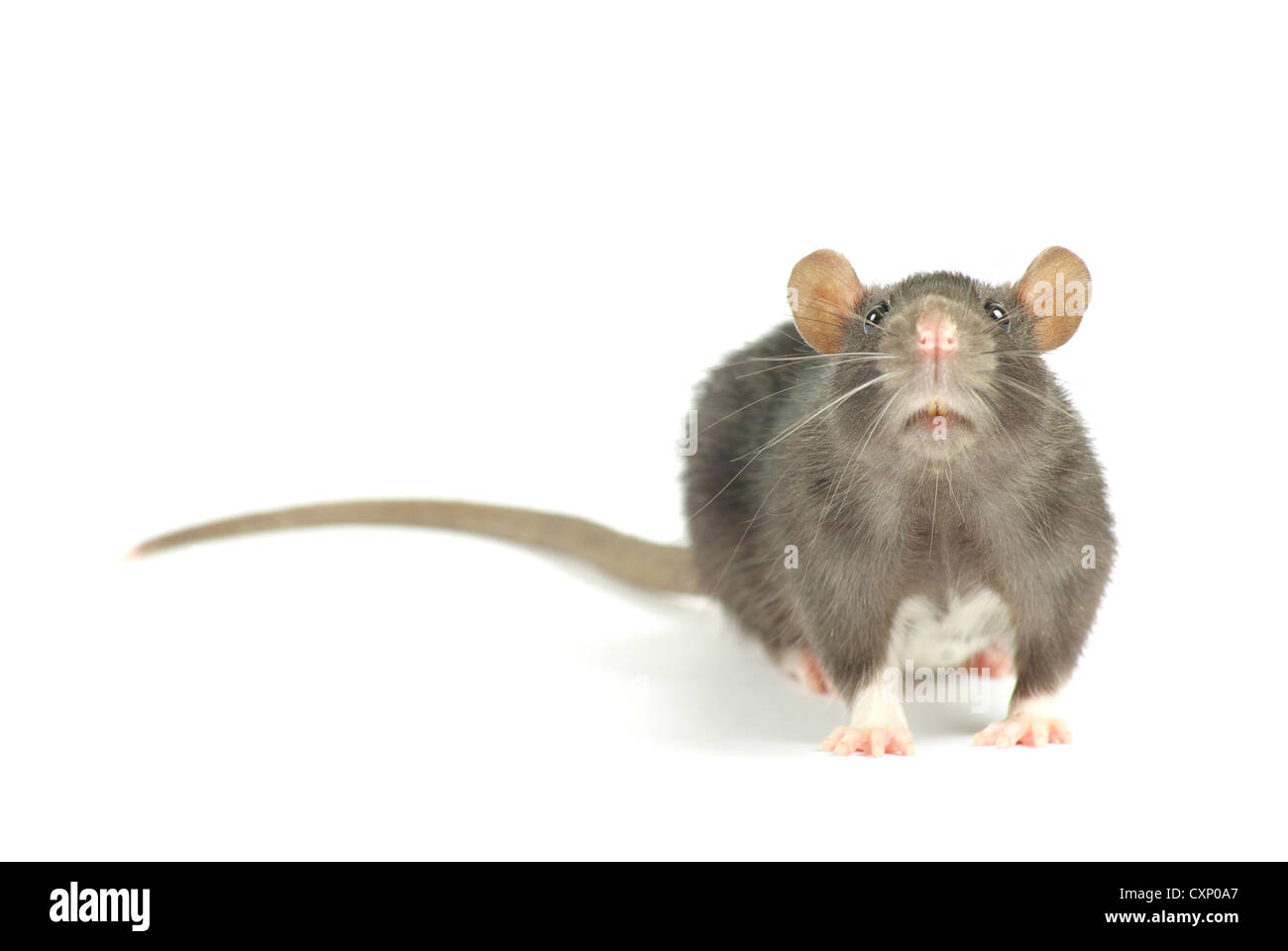 Grey rat hi-res stock photography and images - Alamy
