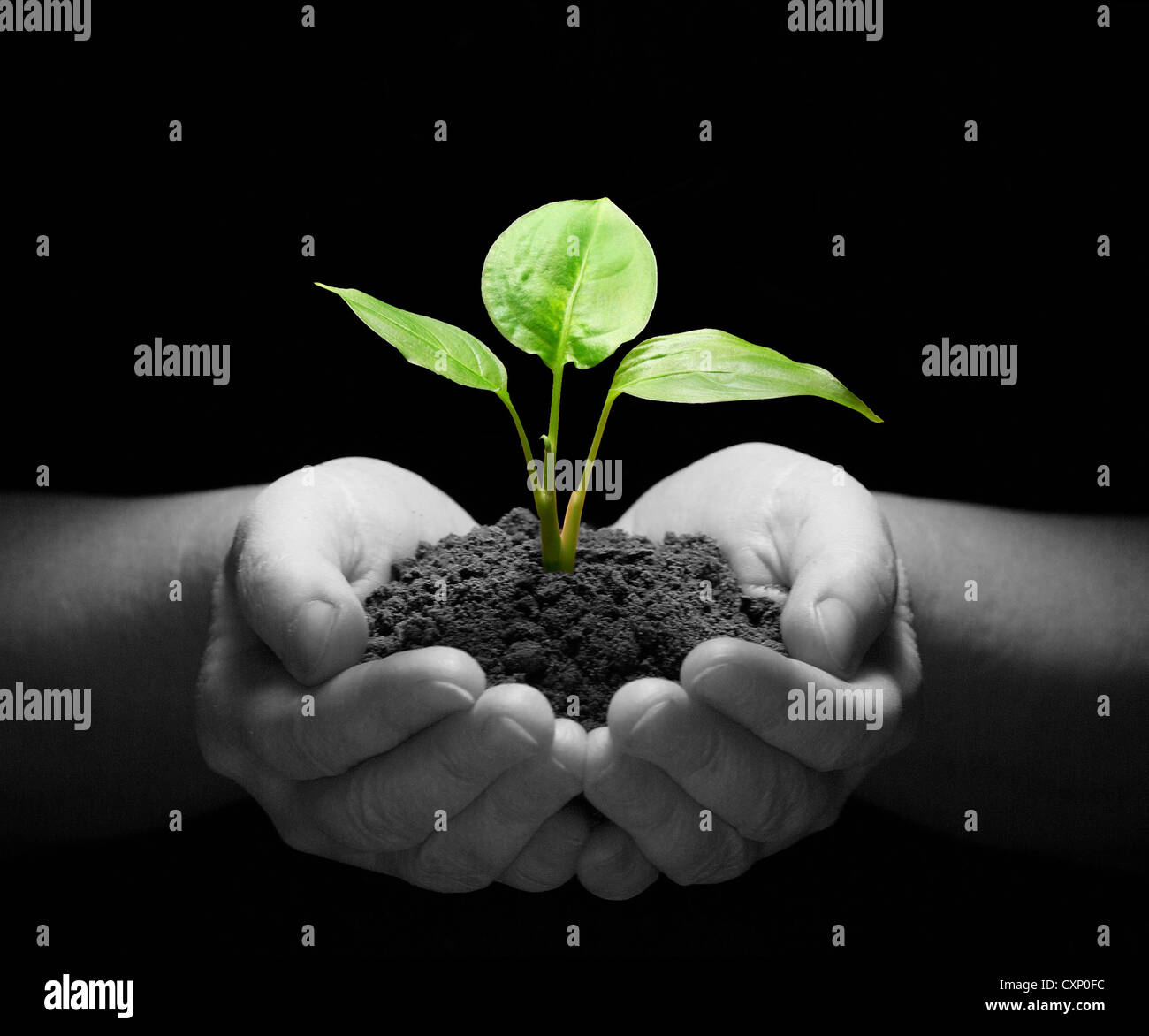 Hands holding sapling in soil on black Stock Photo - Alamy