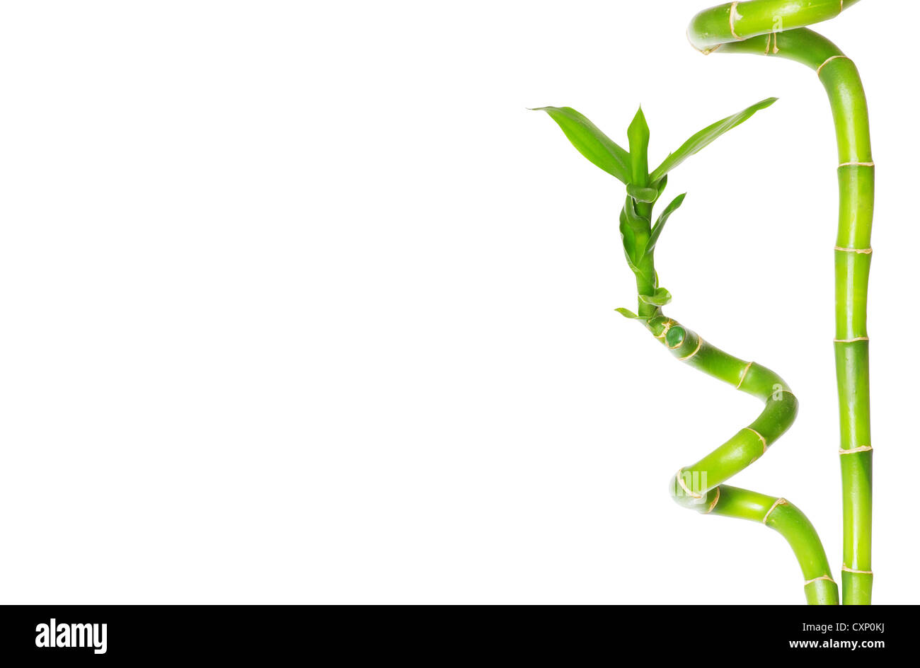 Bamboo isolated on a white background Stock Photo - Alamy