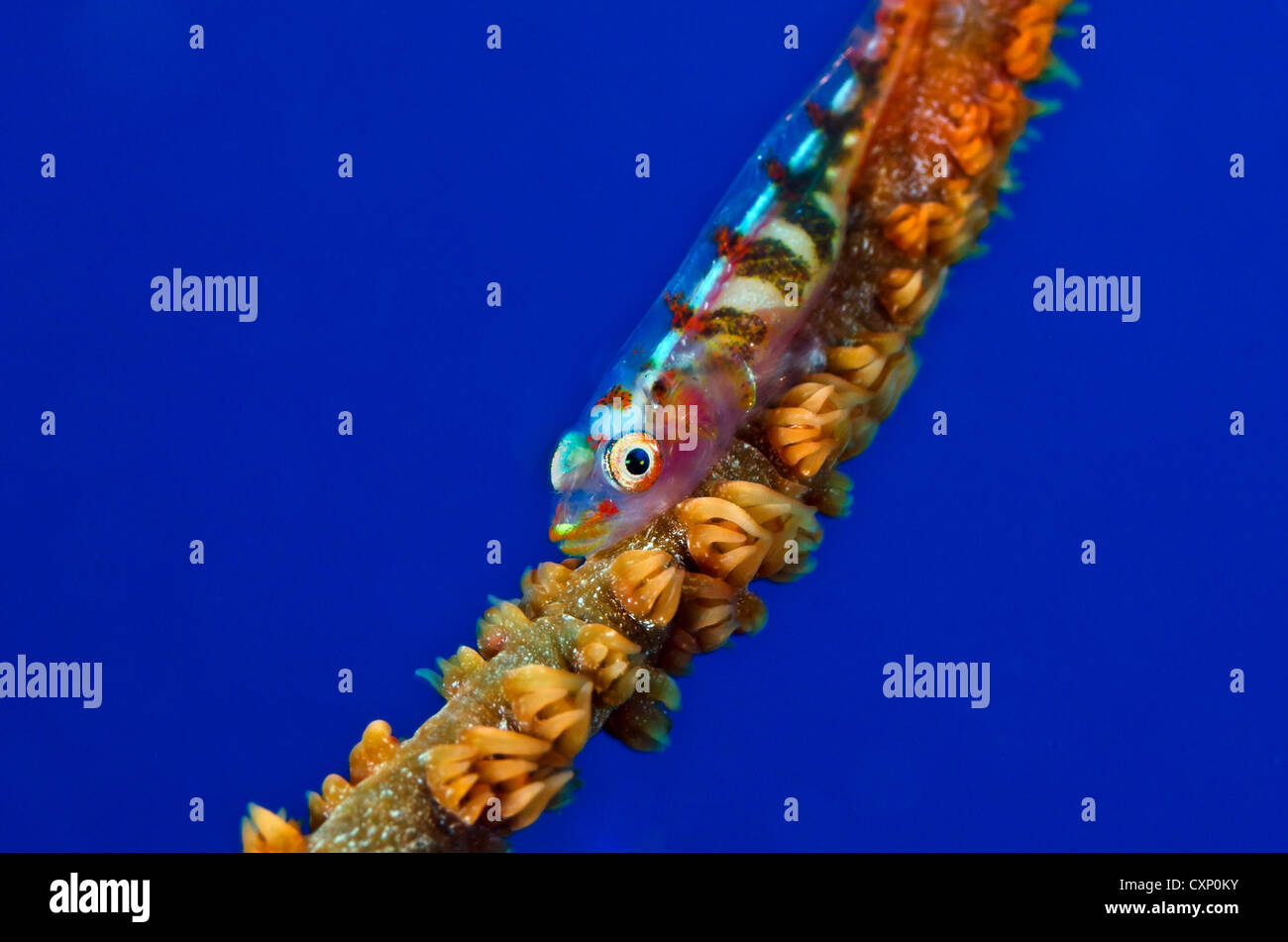 Whip coral Goby, Turtle Wall, Palau Stock Photo - Alamy