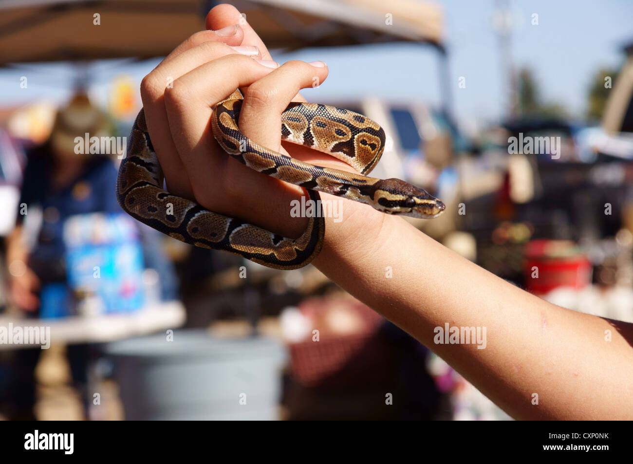 Baby Scheme High Resolution Stock Photography and Images - Alamy