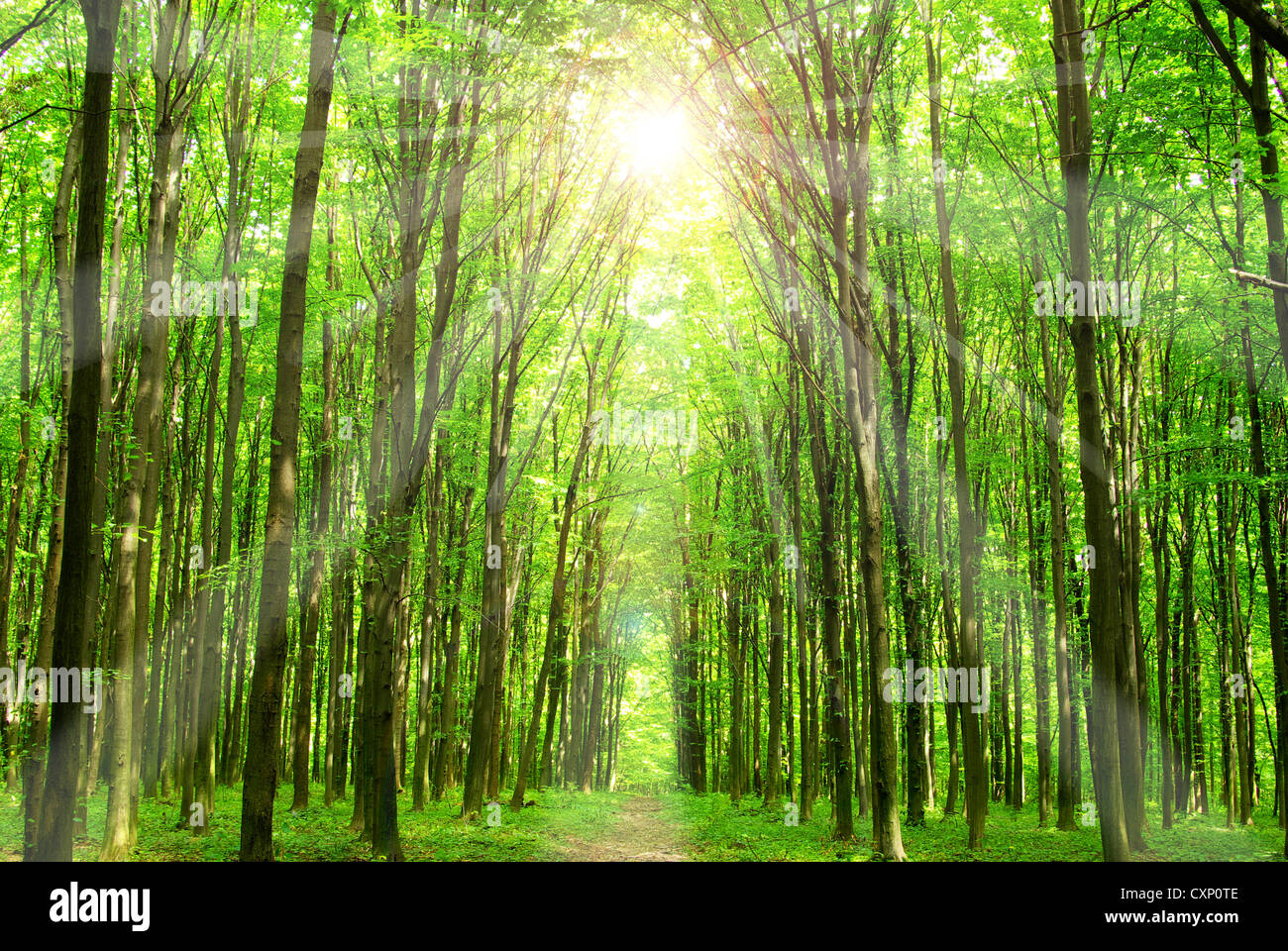 Early morning sun in the forest Stock Photo - Alamy