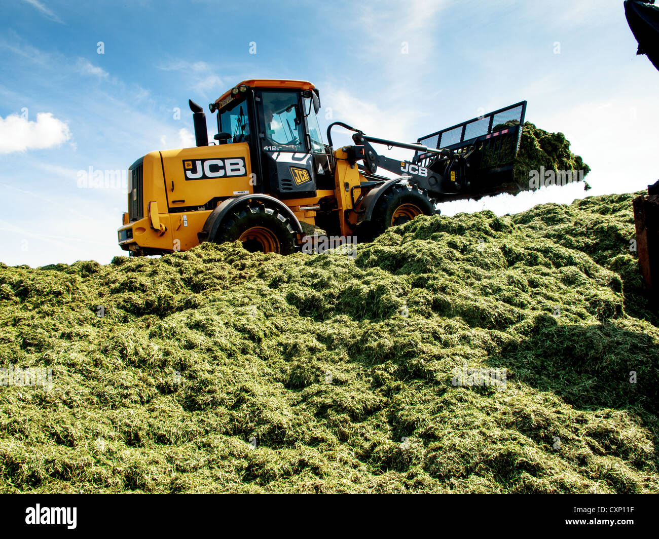 A JCB stacking up the silage heap to produce this years silage Stock ...