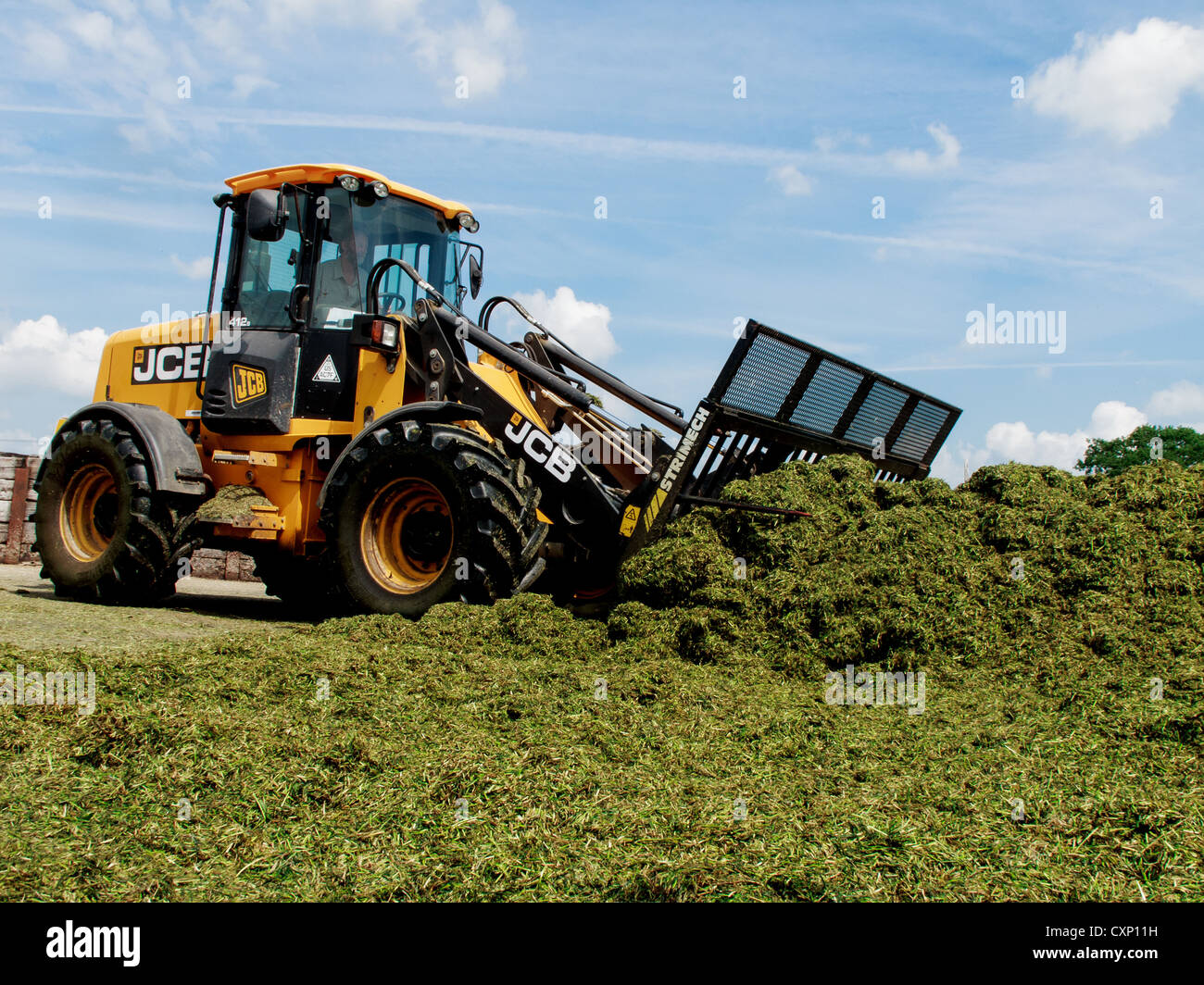 A JCB stacking up the silage heap to produce this years silage Stock ...