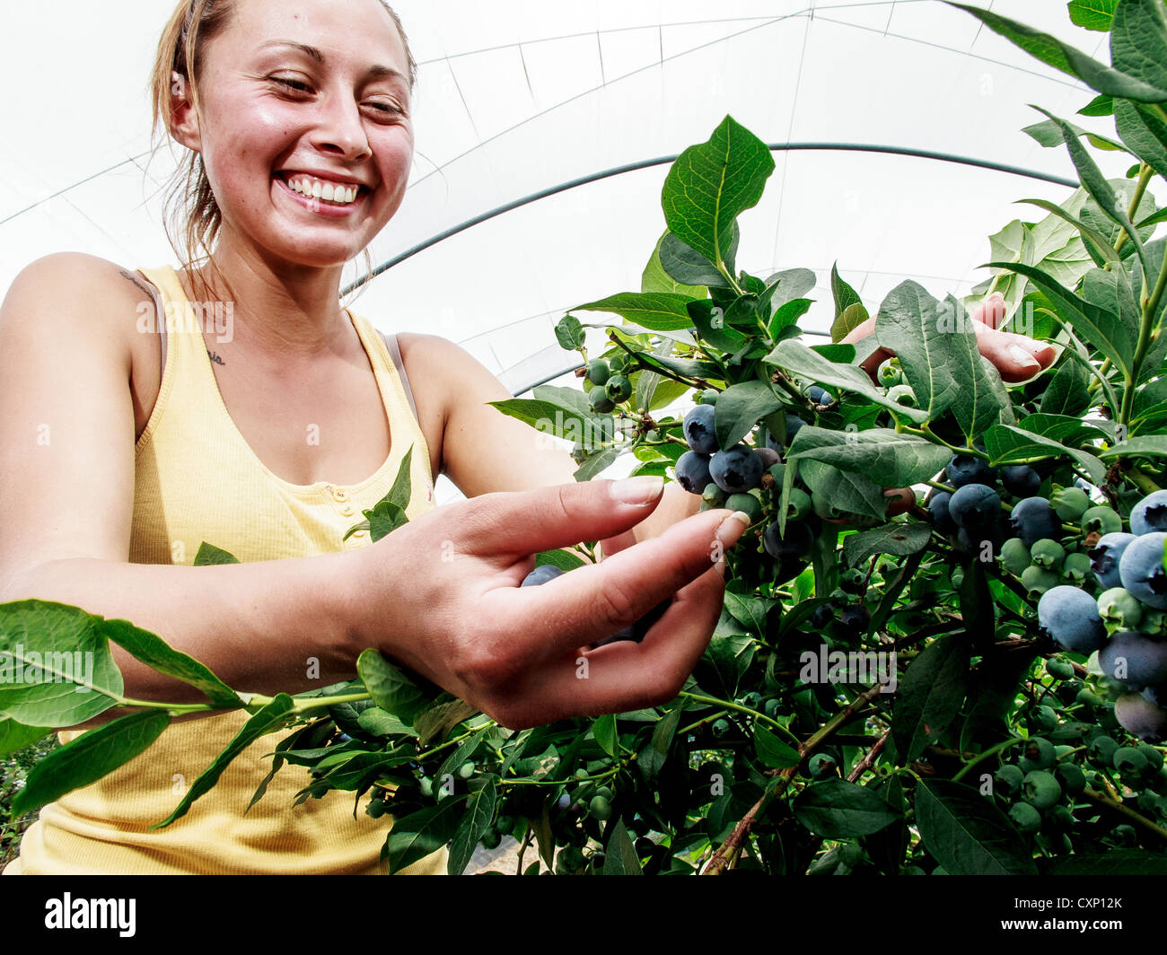 Blueberries picker hi-res stock photography and images - Alamy