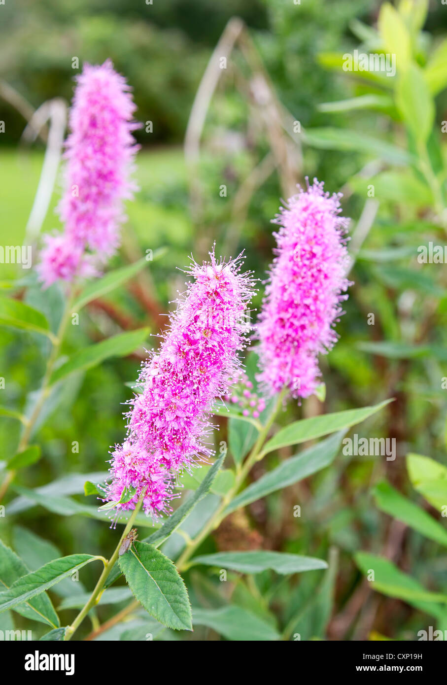 Bistort leaf hi-res stock photography and images - Alamy