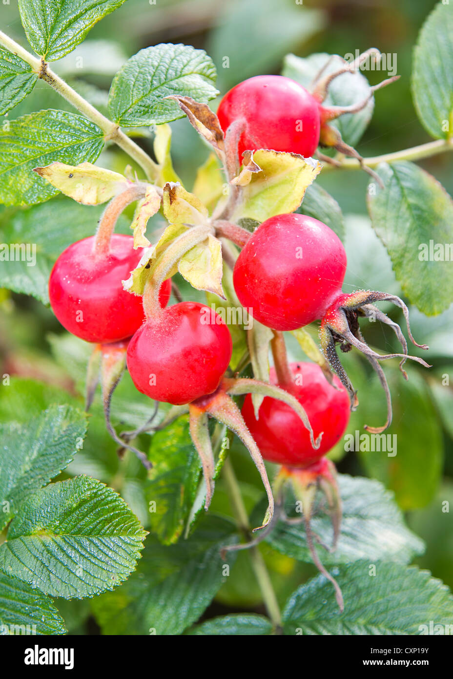 Bright red rose hips Stock Photo - Alamy