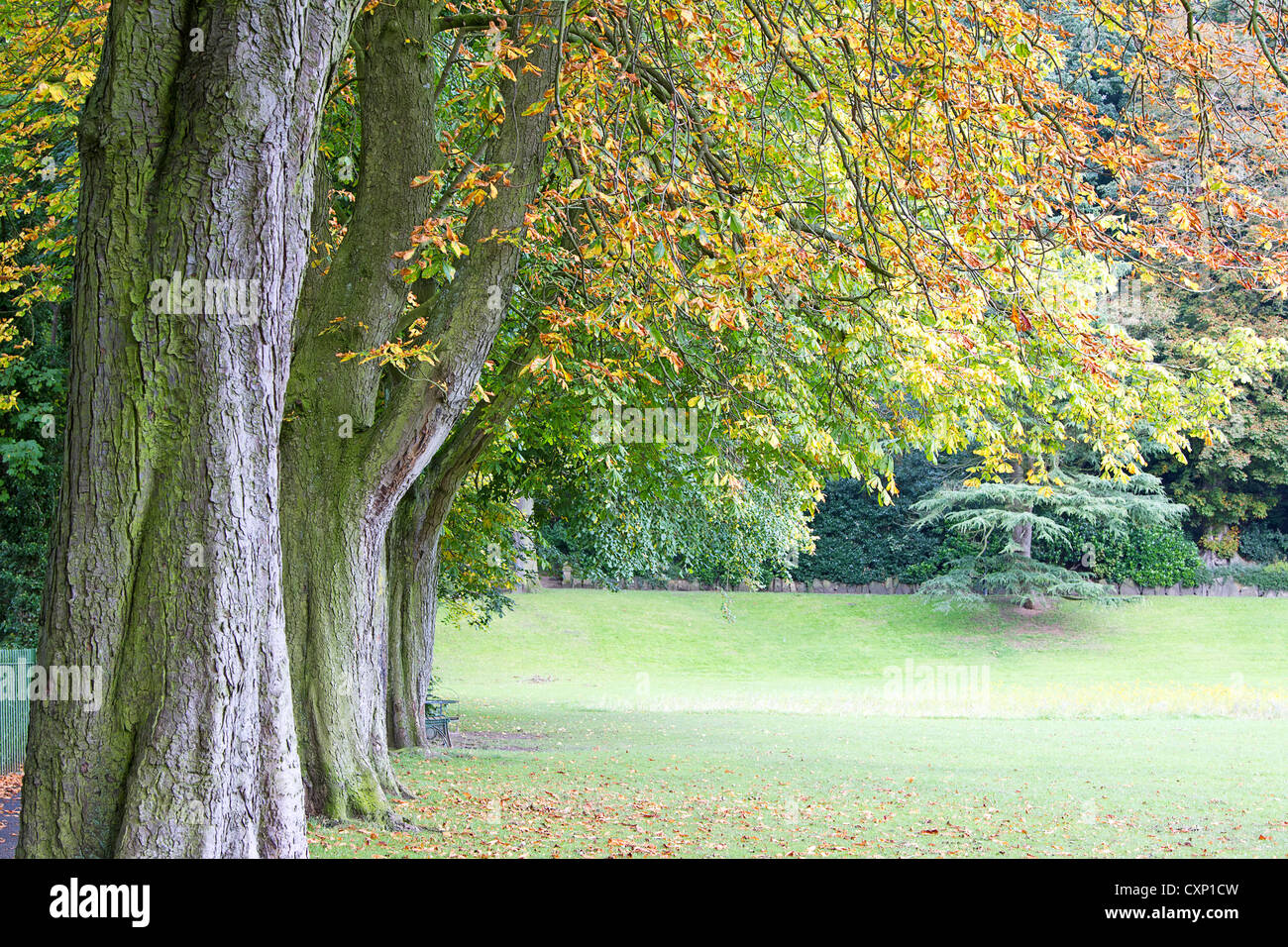 Line of chestnut trees in autumn foliage Stock Photo - Alamy