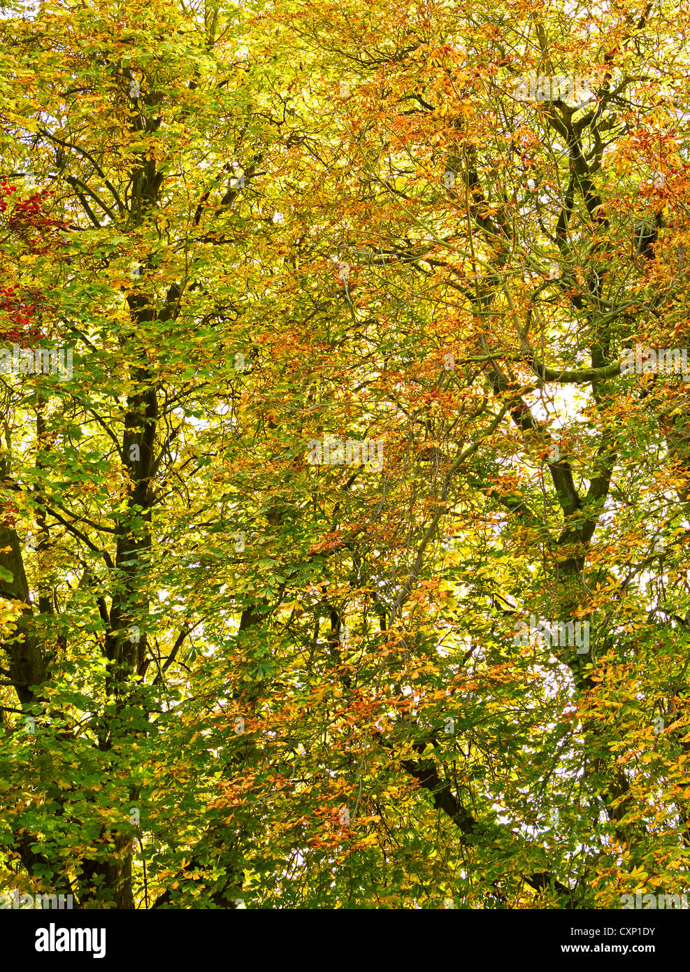 Nature background autumn forest textures hi-res stock photography and ...