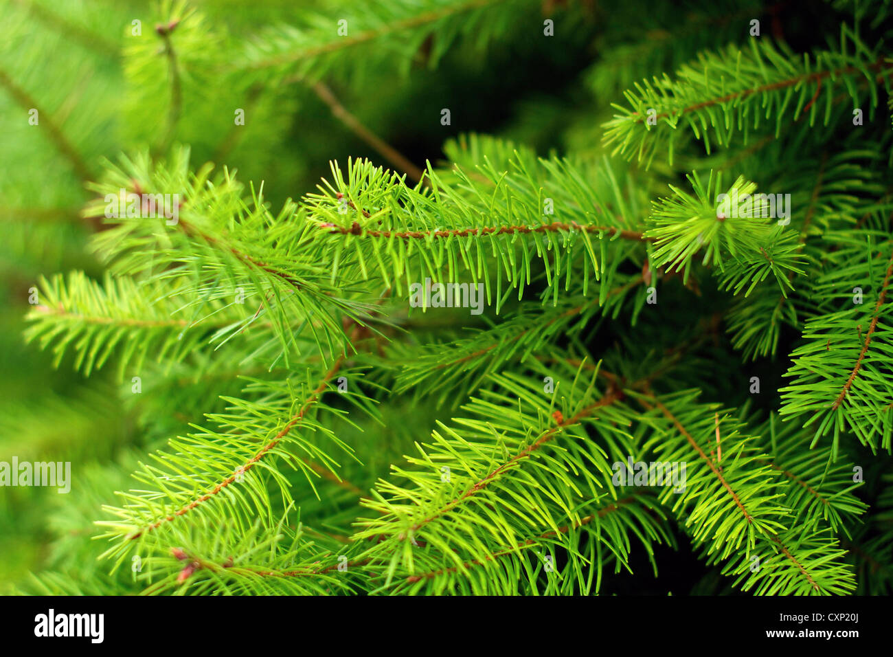 Brightly green prickly branches of a fur-tree or pine Stock Photo - Alamy