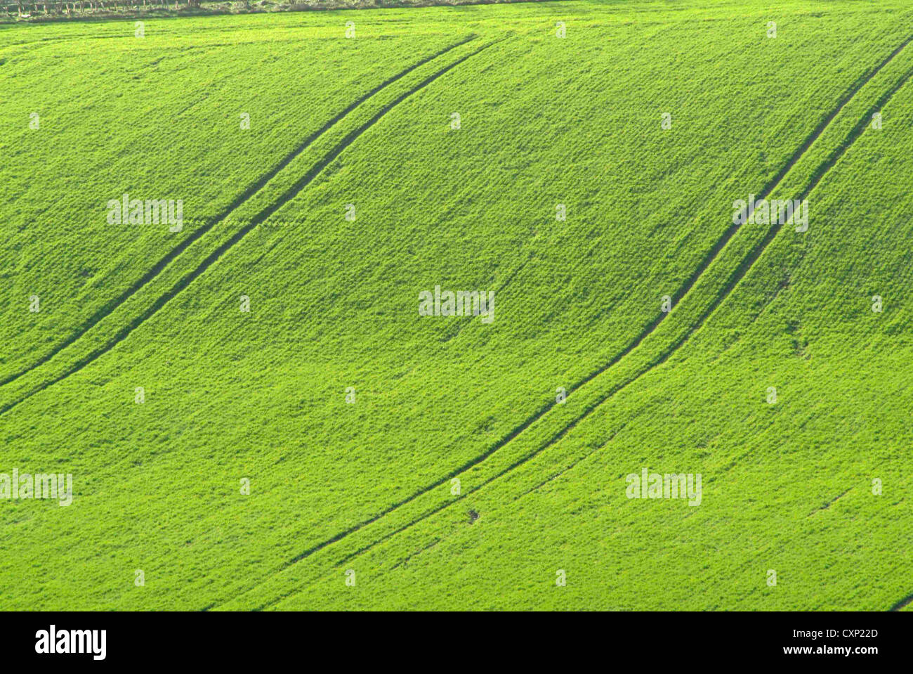 Arable crop with lines on hillside in England Stock Photo - Alamy