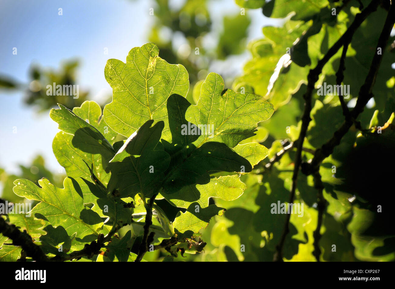 Oak tree leaf leaves hi-res stock photography and images - Alamy